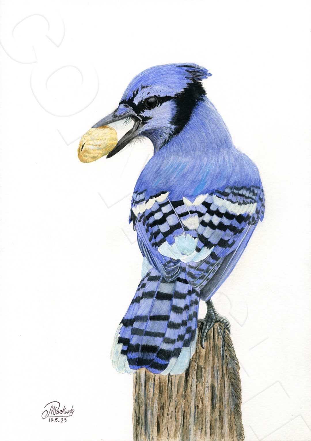 LIMITED PRINT Realistic Blue Jay Bird Painting From an Original Signed ...