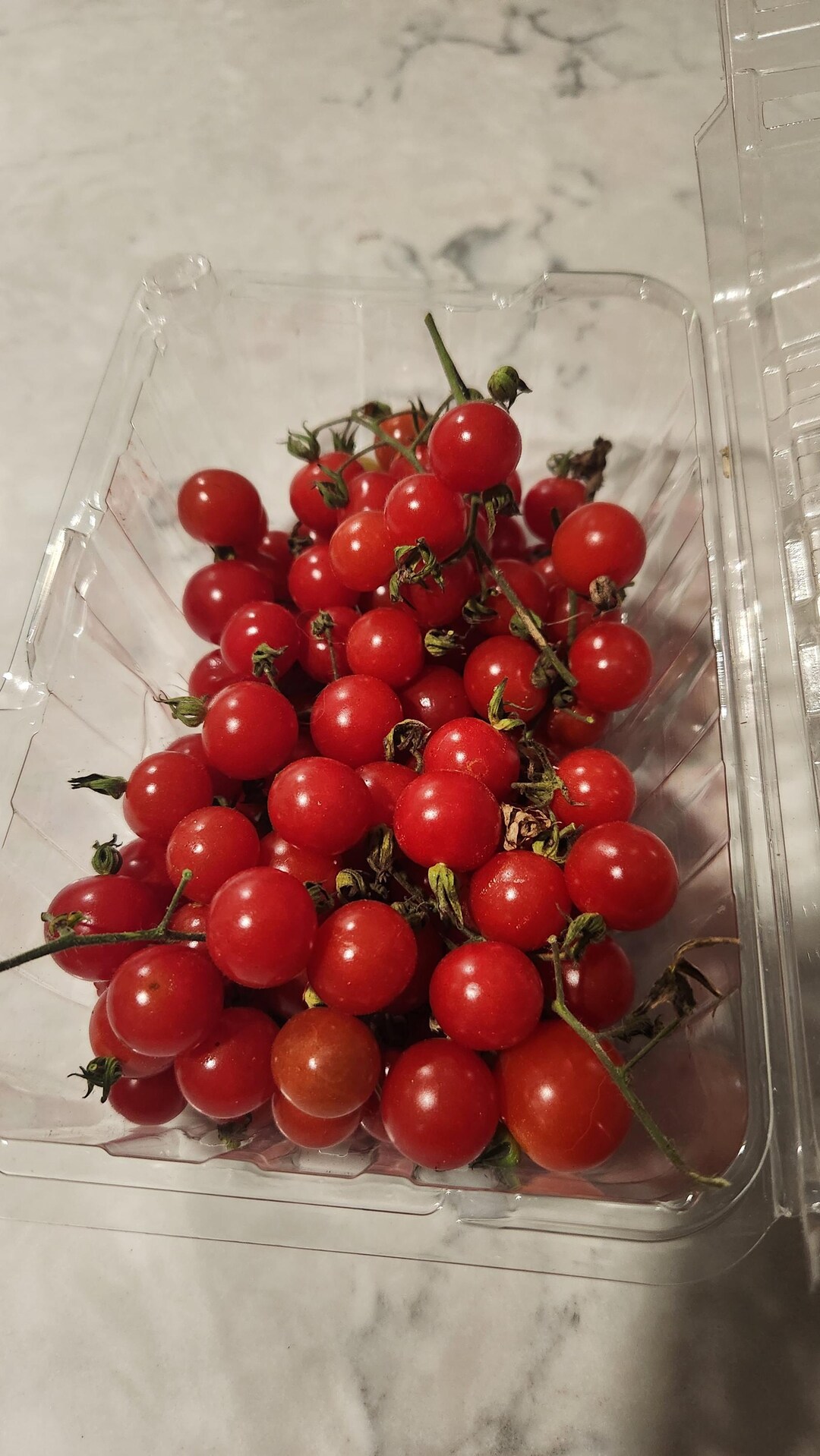 EVERGLADES Tomato - Etsy