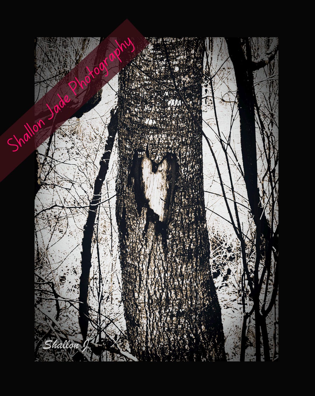 Bleeding Heart - Bleeding Heart Tree Print - Artistic Nature Photos for ...
