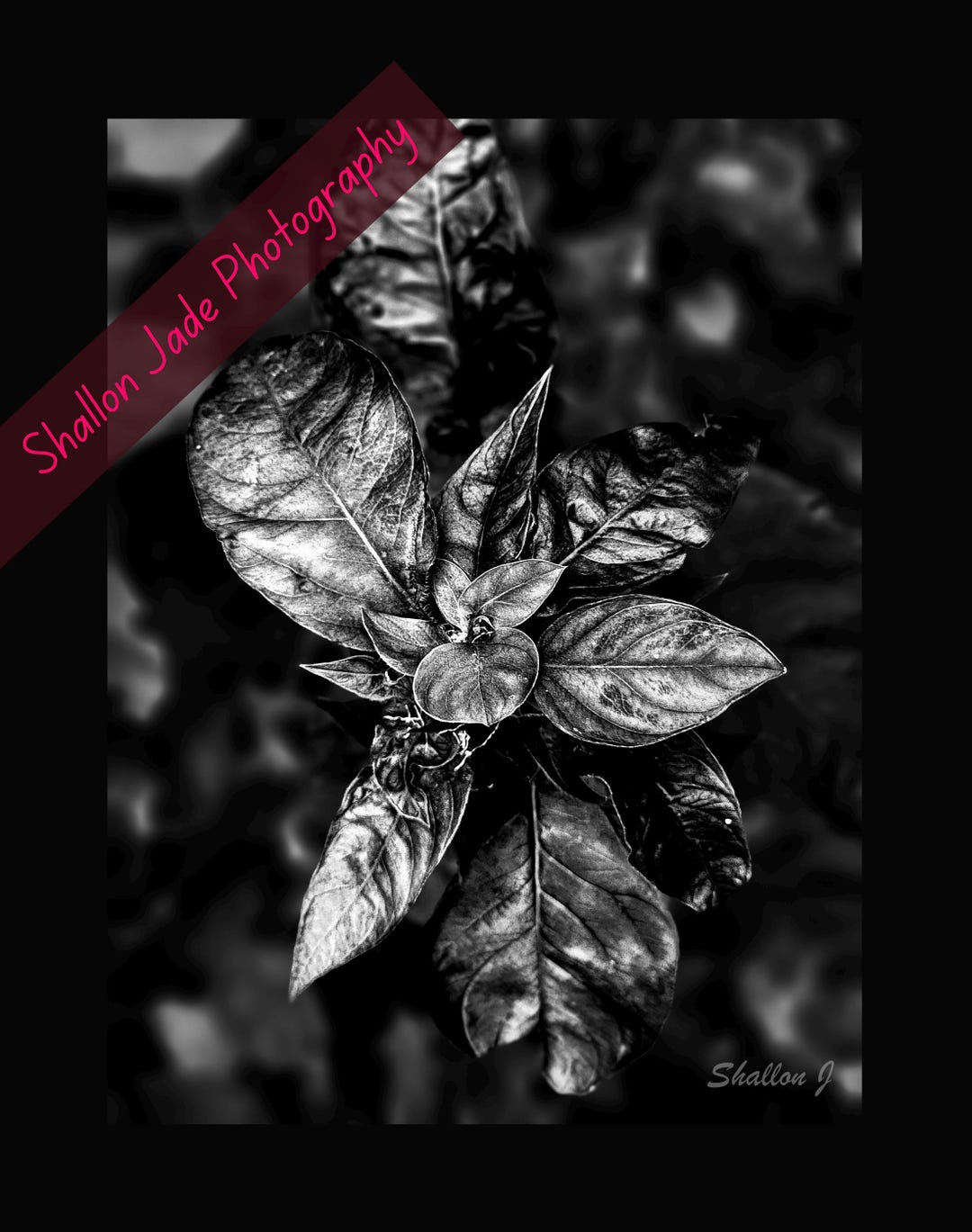 B&W Sharp Rollick - Black and White Leaf Photography Art Download ...