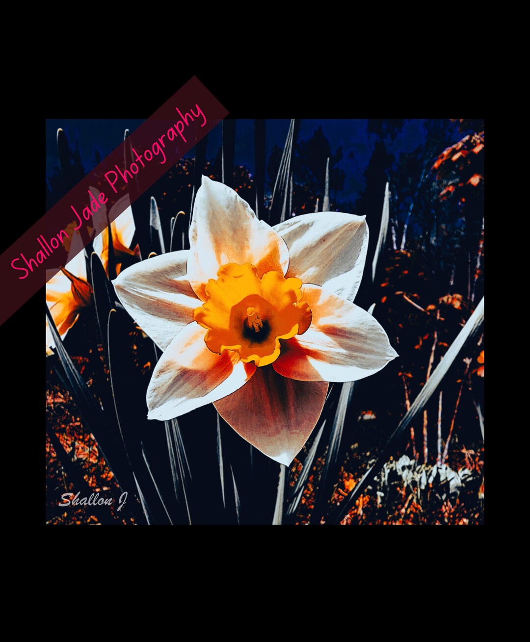 Bluey Dreamsicle - Blue, White and Orange Flower Photography Art Print ...