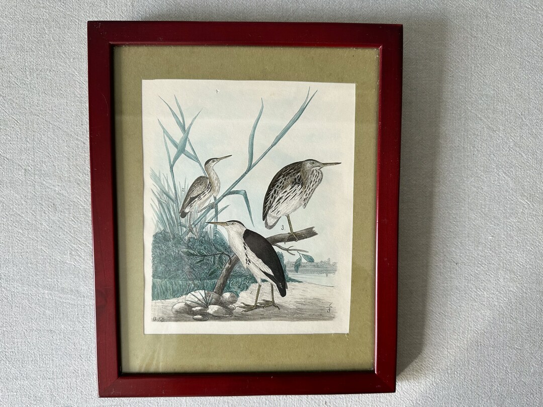 Vintage Framed Bird Picture, Original Framed Illustration, Framed Bird ...