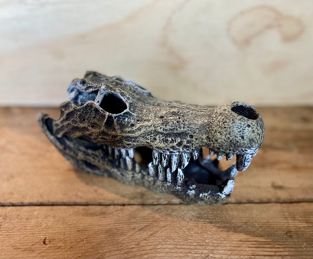 Aquarium Gator Skull - Etsy