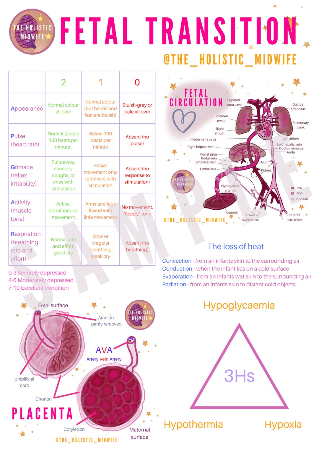 Fetal Transition Revision Poster - Etsy UK