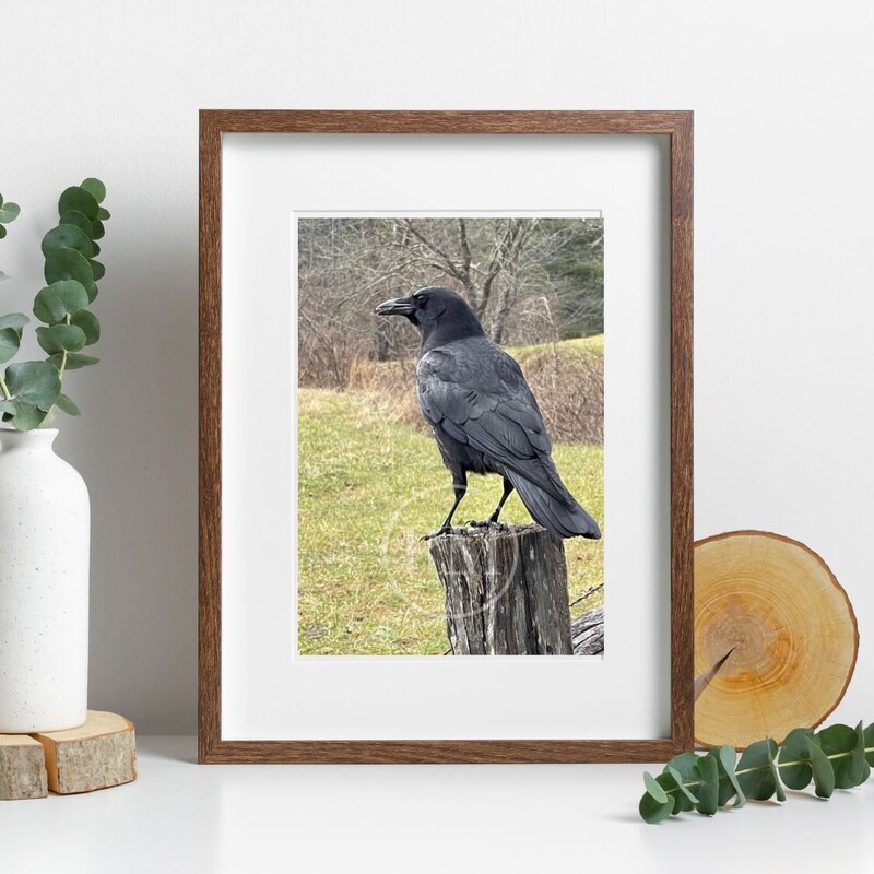 Raven Photography - Etsy