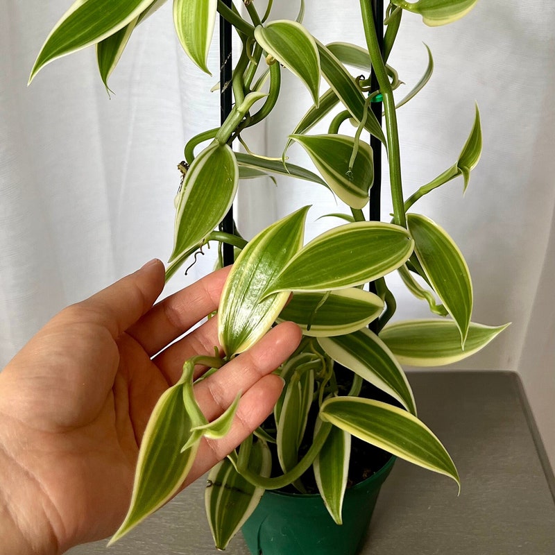 Vanilla Bean Plant - Etsy