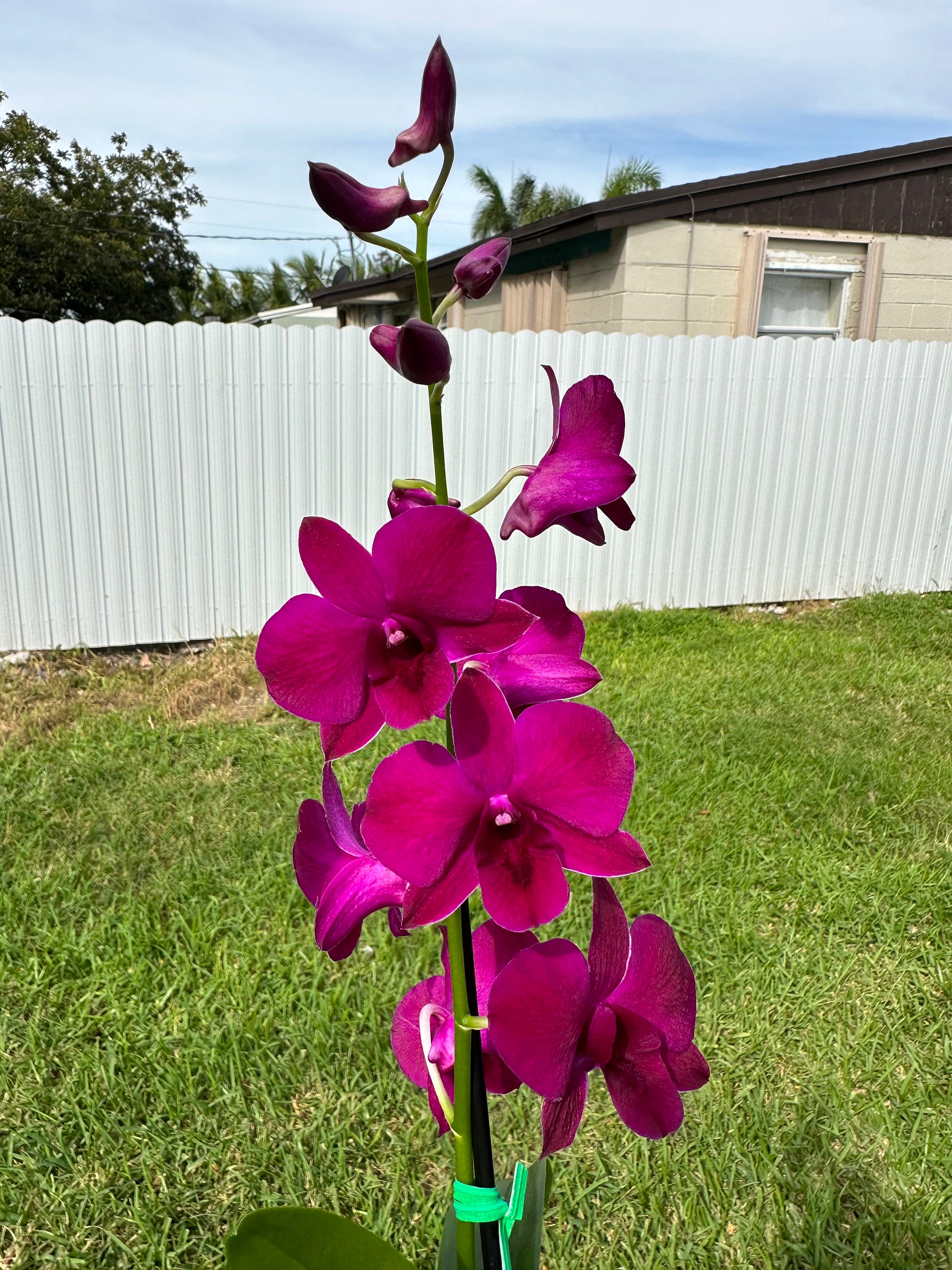 Dendrobium Poppy Red Orchid - Etsy