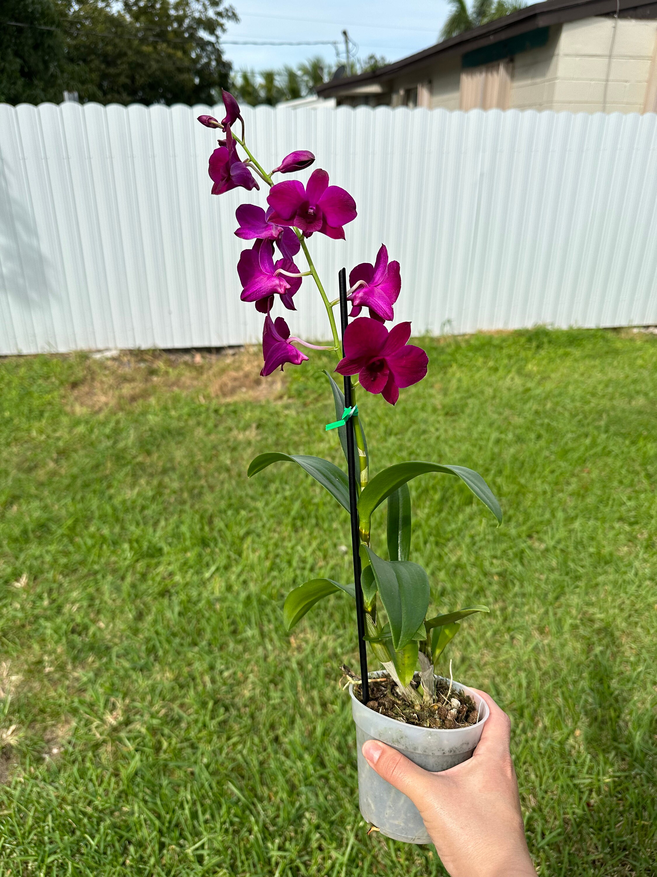 Dendrobium Poppy Red Orchid - Etsy