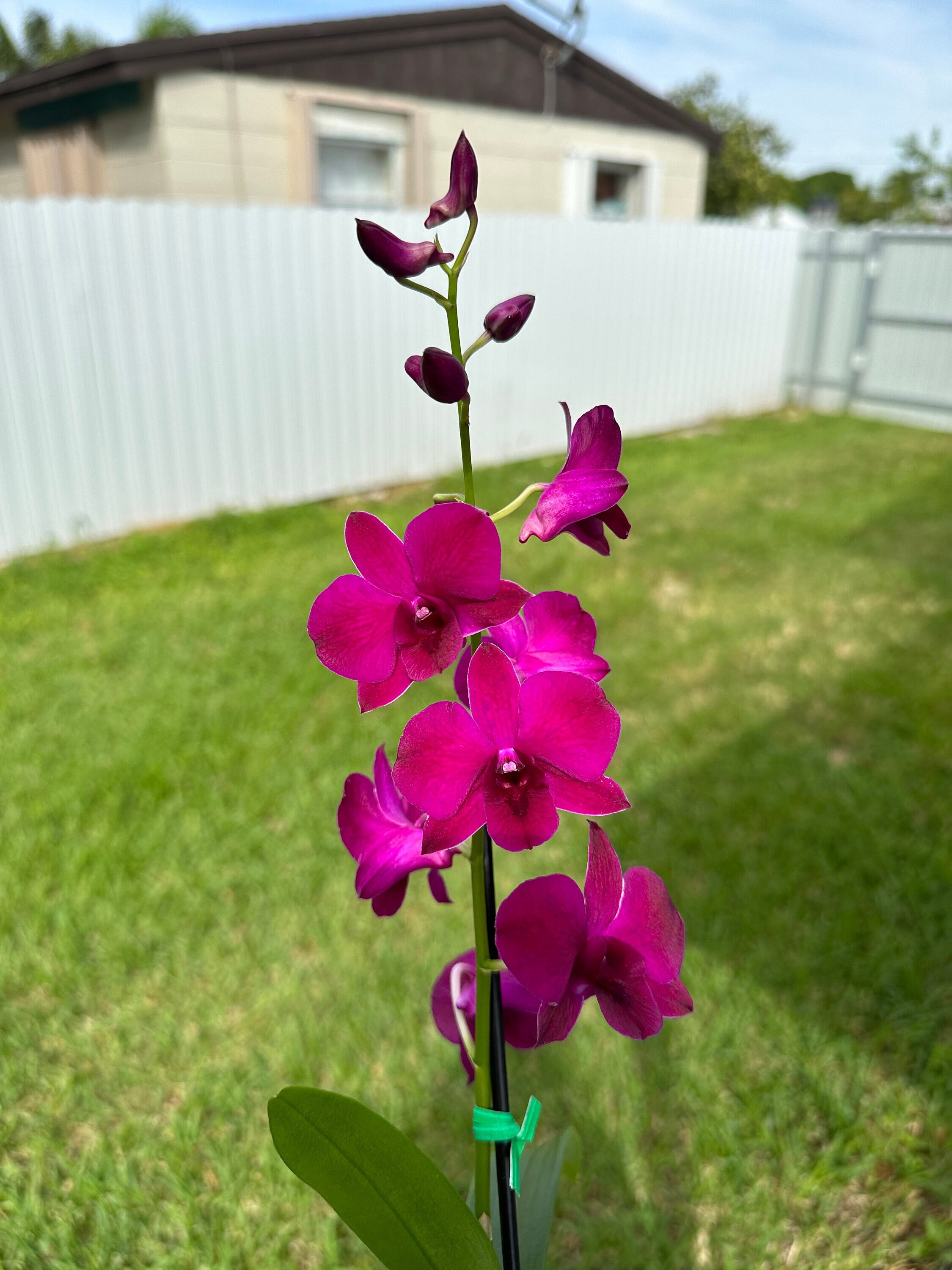 Dendrobium Poppy Red Orchid - Etsy