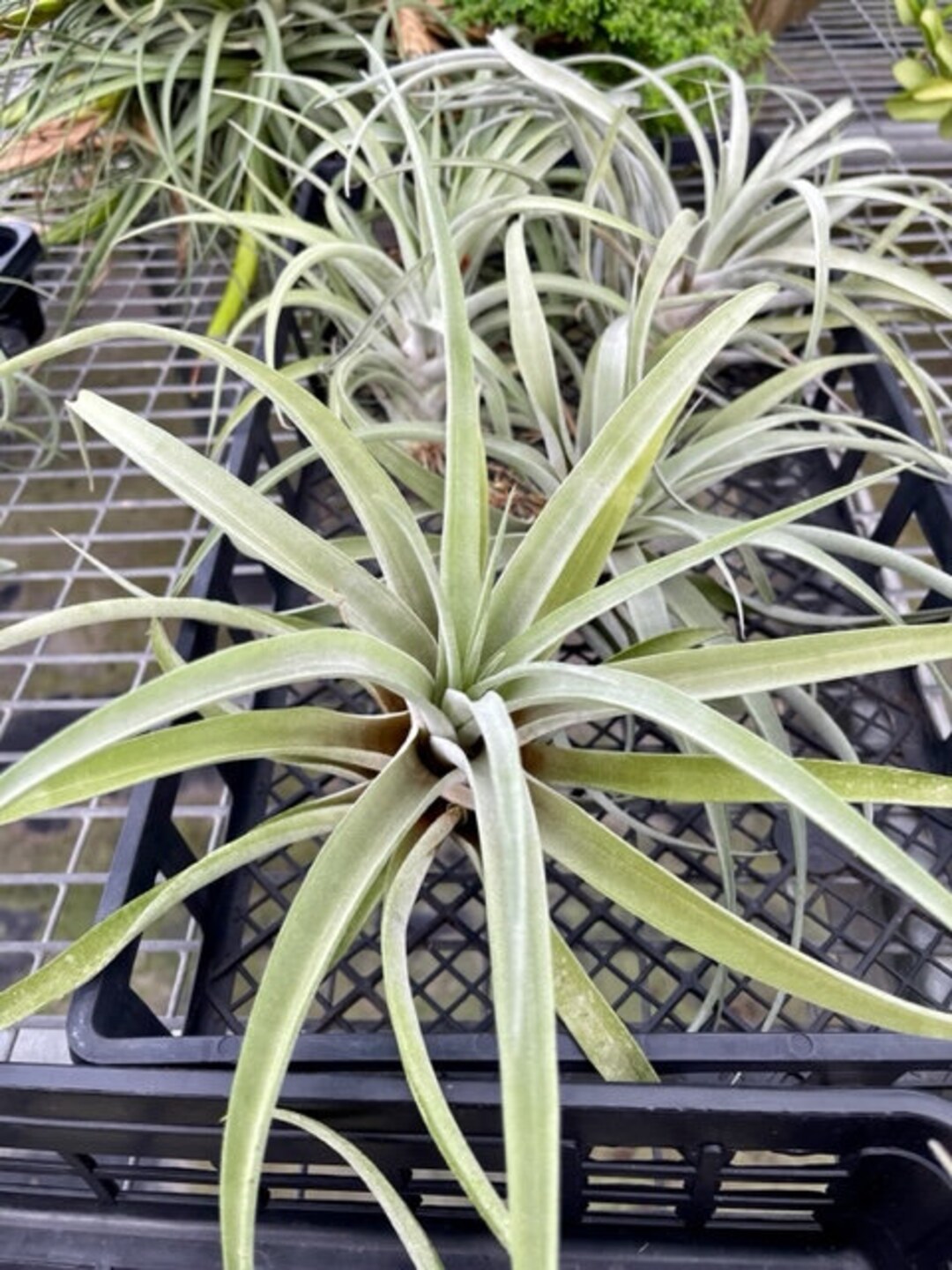 Tillandsia Capitata peach Air Plant Rare Plants - Etsy