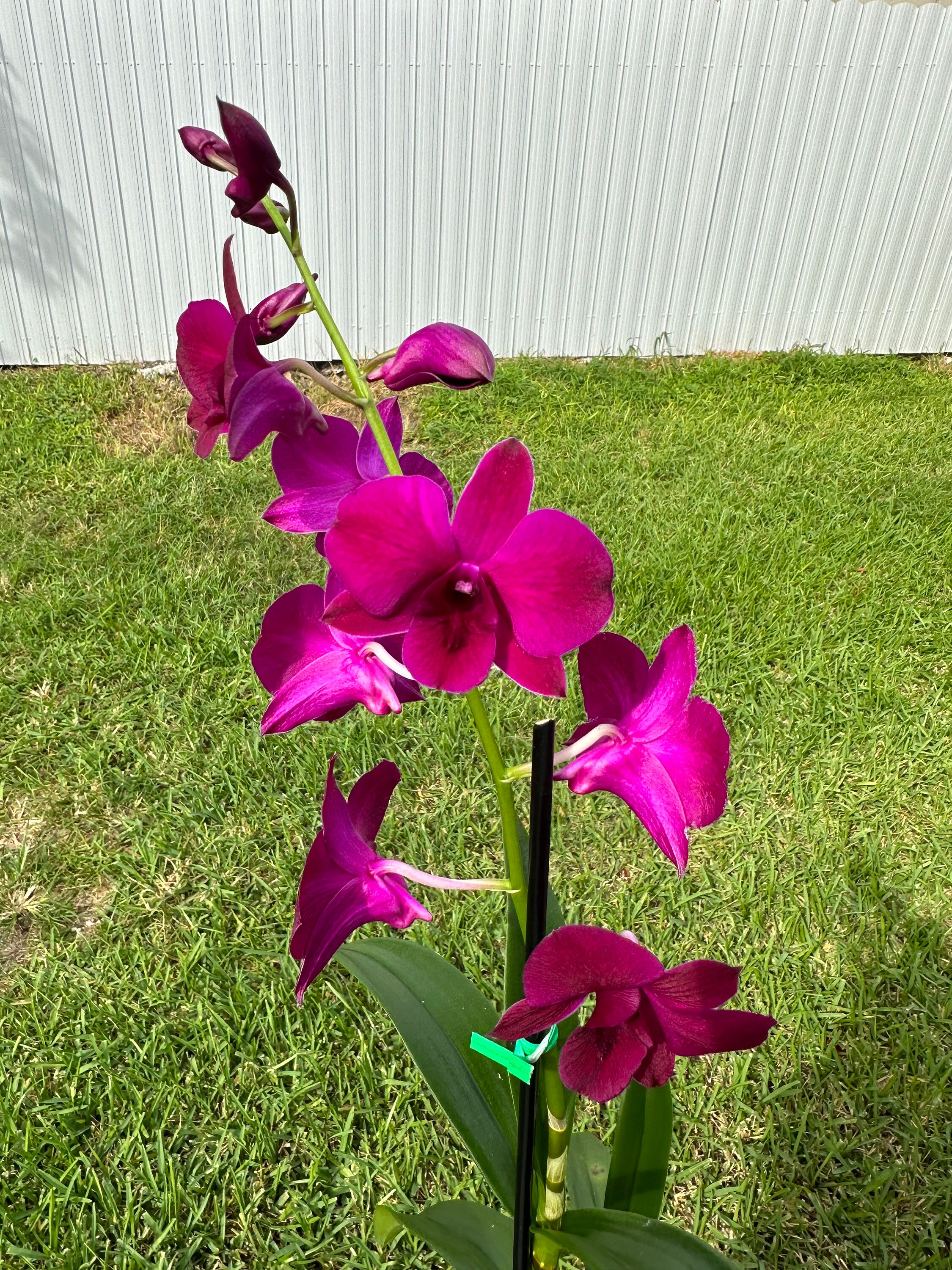 Dendrobium Poppy Red Orchid - Etsy