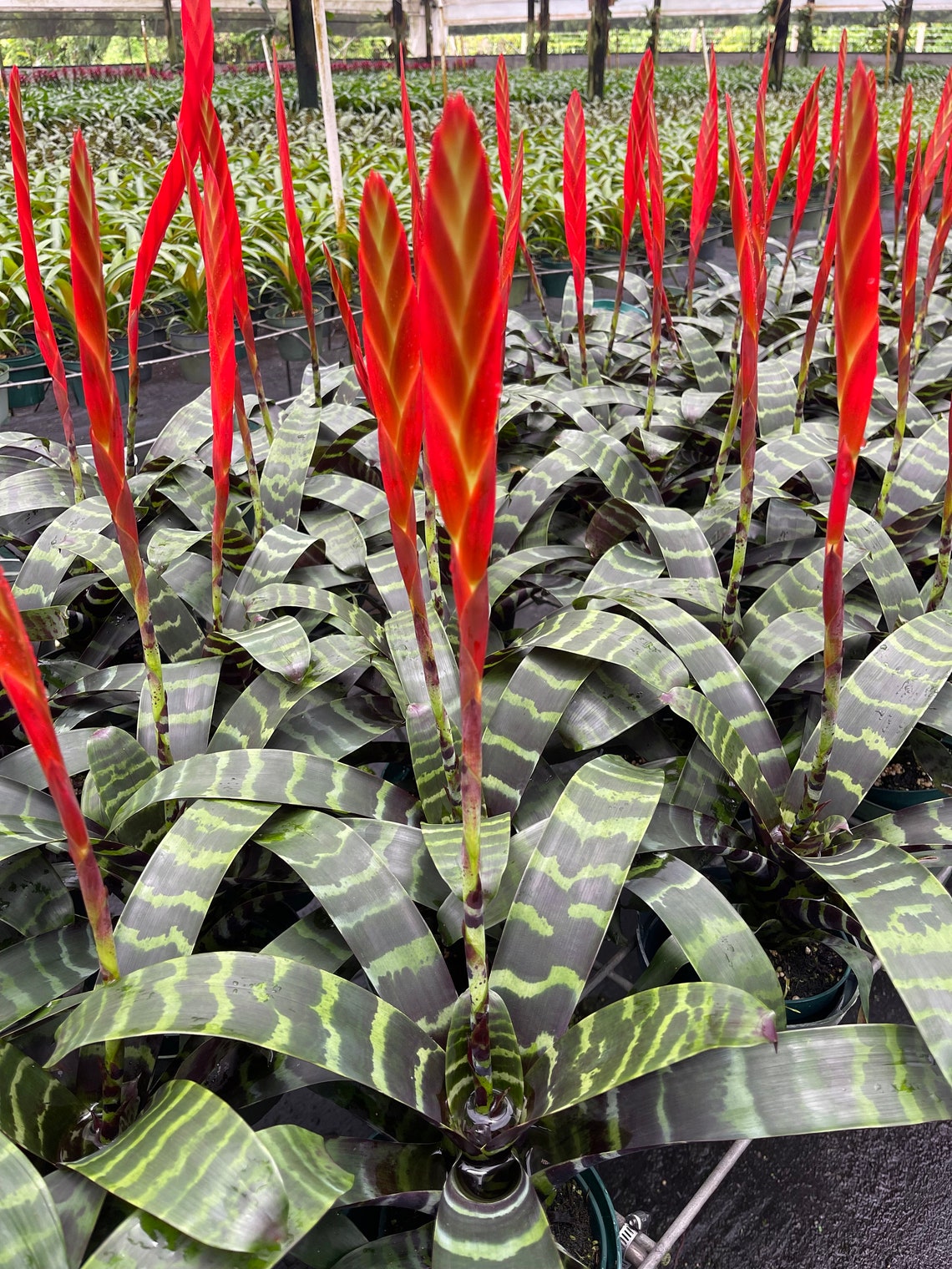 Vriesea Espada 5 Pot Bromeliad - Etsy