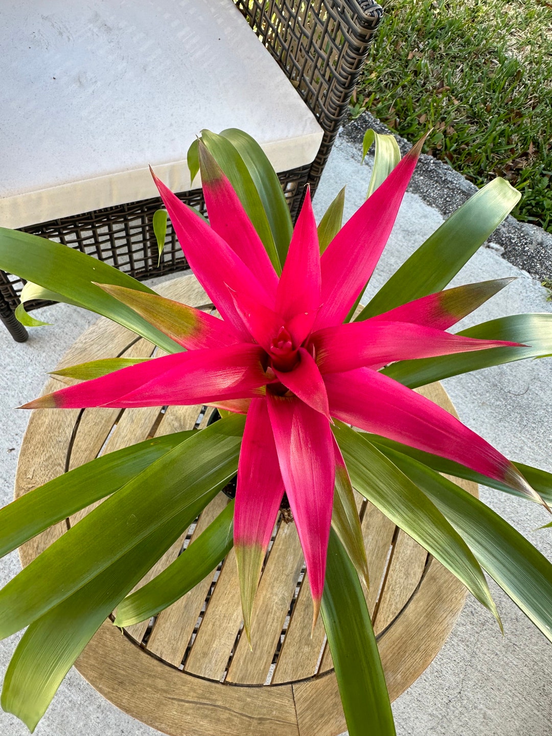 Guzmania Voila 5" Pot | Pink Bromeliad - Etsy
