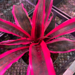 Cryptanthus Red Baron Earth Star Bromeliads - Etsy