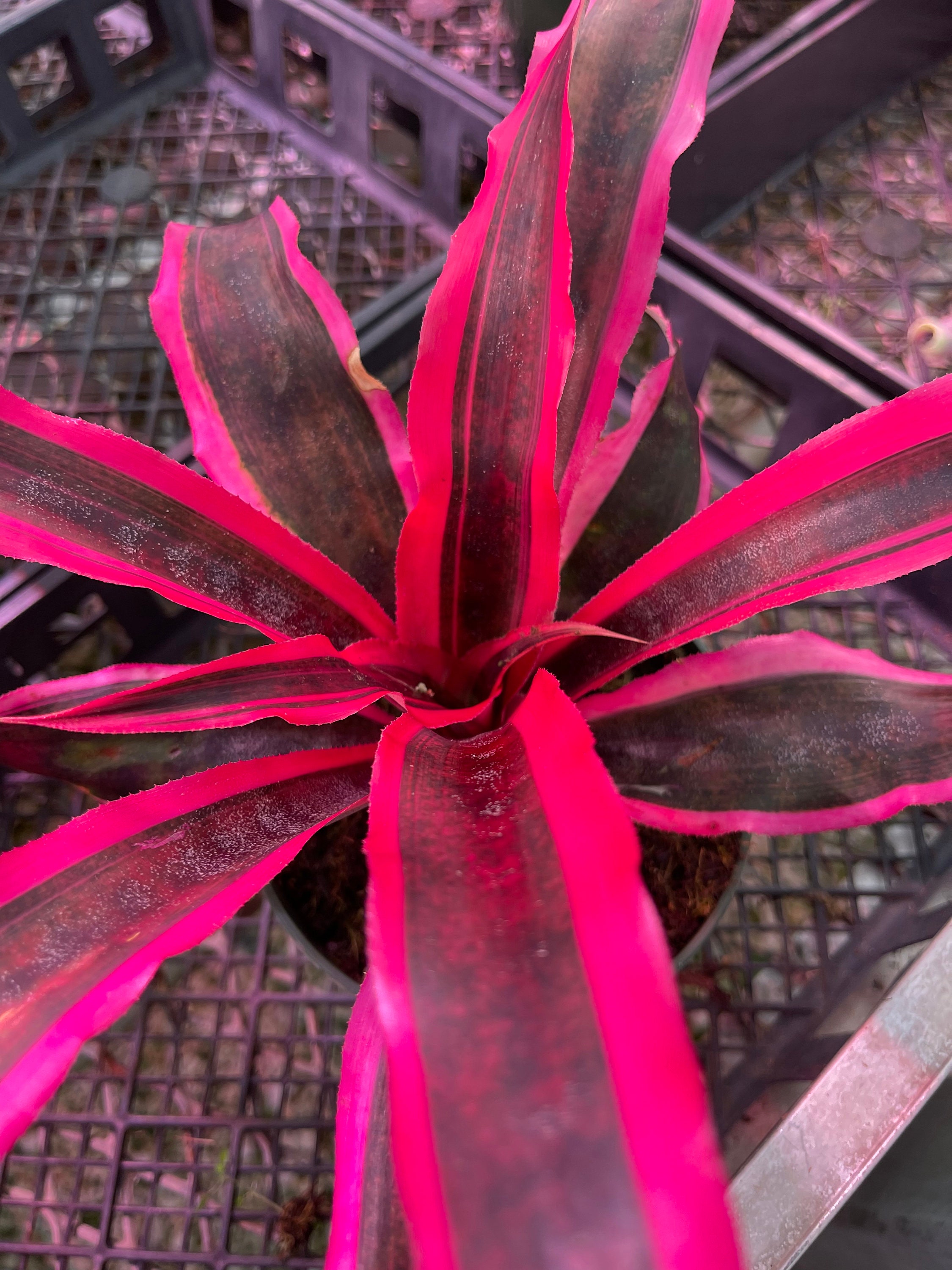 Cryptanthus Red Baron Earth Star Bromeliads - Etsy