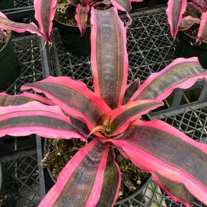 Cryptanthus Red Baron Earth Star Bromeliads - Etsy