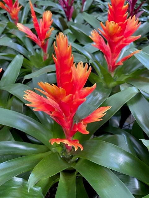 Vriesea Intenso Peach 6 Pot Bromeliad - Etsy