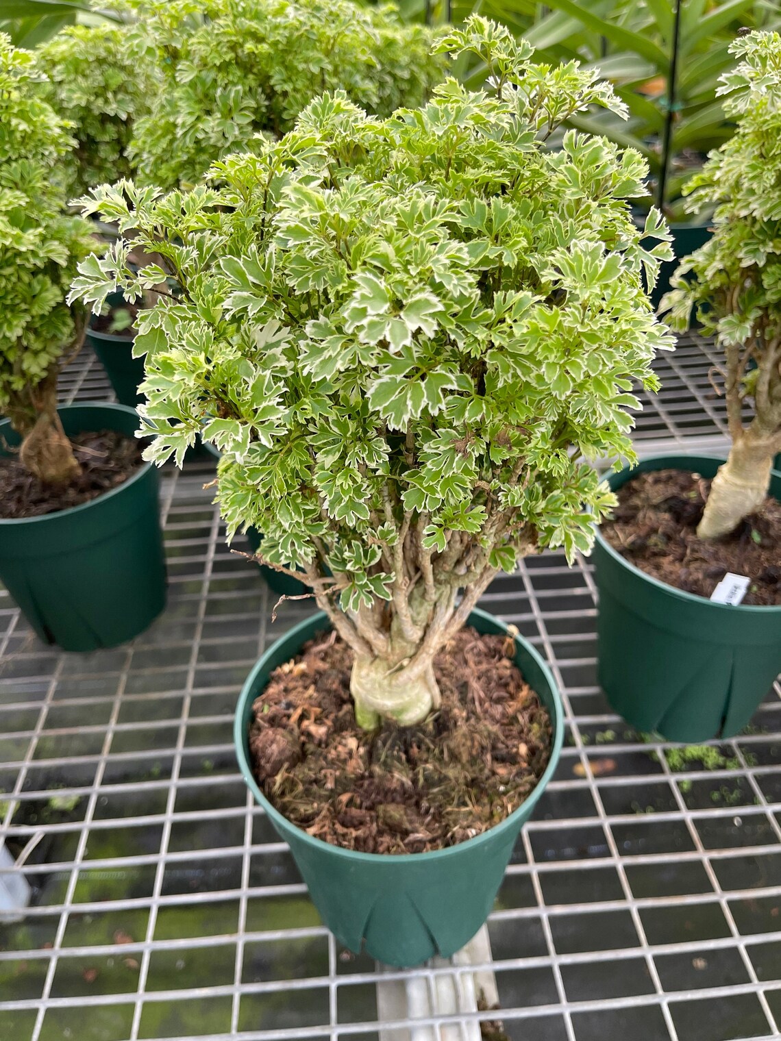 Aralia Polyscias Ming Gold Variegated Mini Bonsai Tree - Etsy