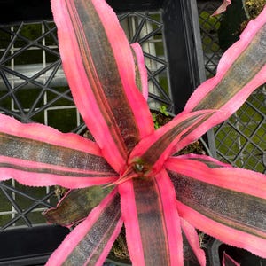 Cryptanthus Red Baron Earth Star Bromeliads - Etsy