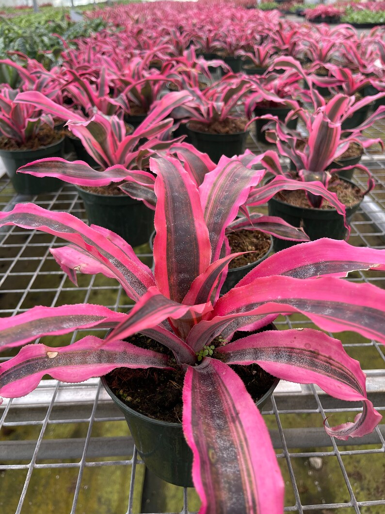 Cryptanthus Red Baron Earth Star Bromeliads - Etsy