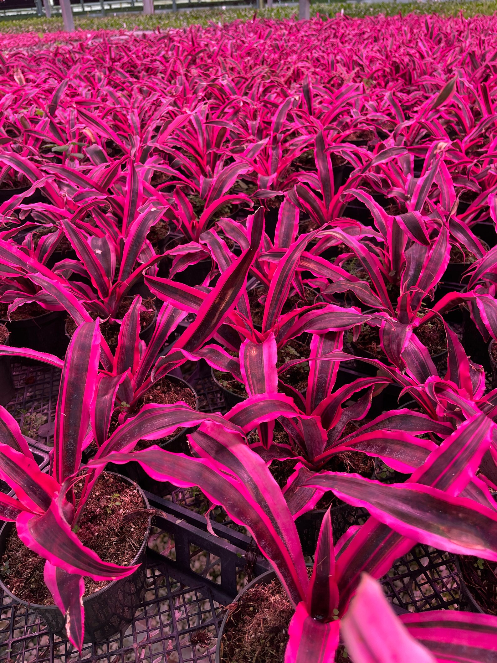 Cryptanthus Red Baron Earth Star Bromeliads - Etsy