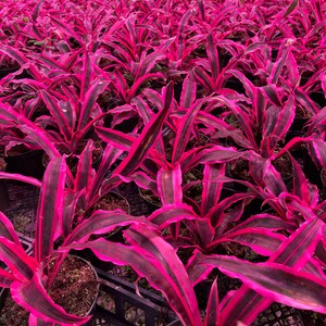 Cryptanthus Red Baron Earth Star Bromeliads - Etsy