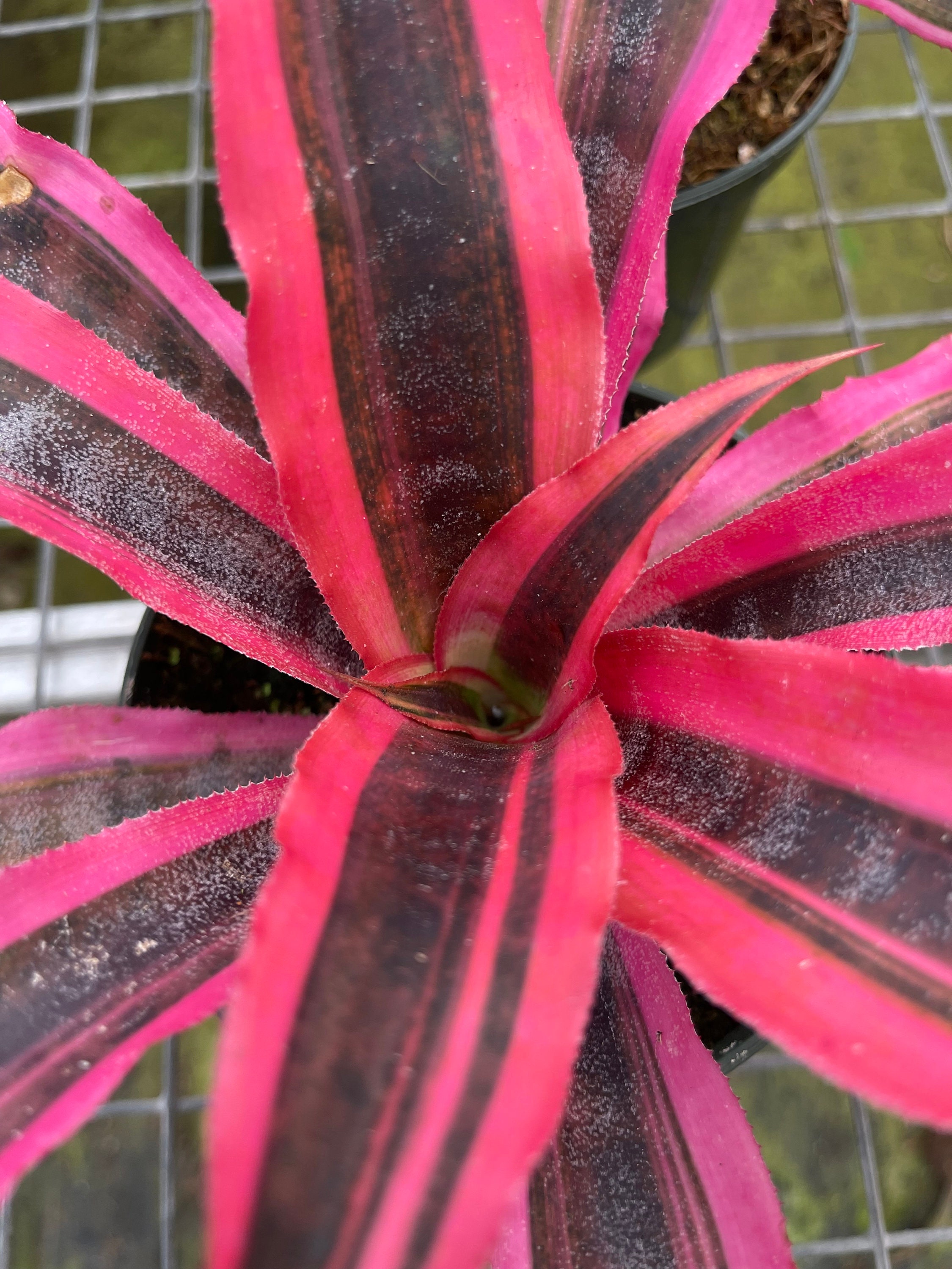 Cryptanthus Red Baron Earth Star Bromeliads - Etsy