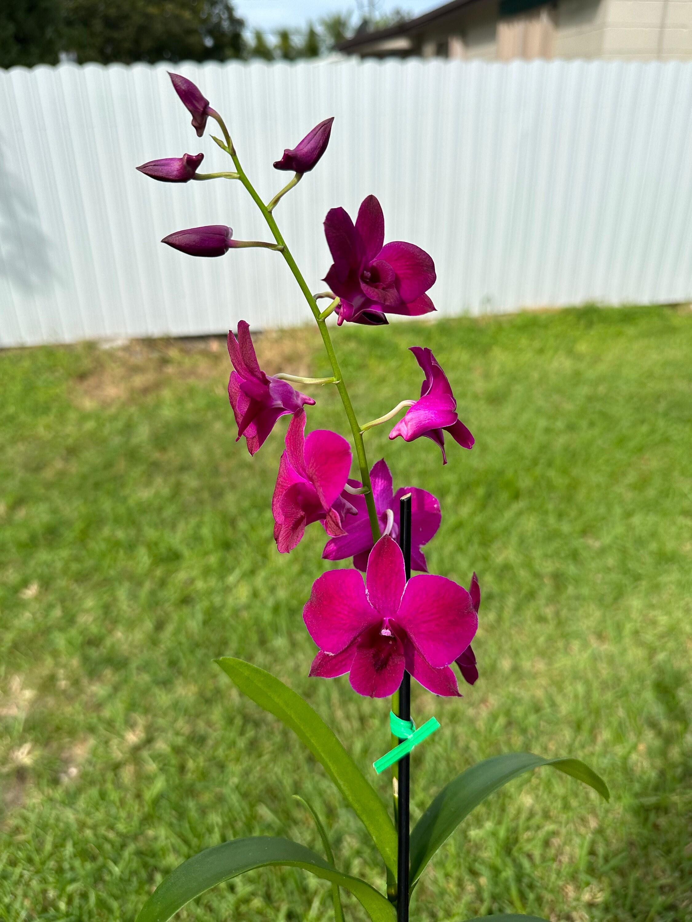Dendrobium Poppy Red Orchid - Etsy