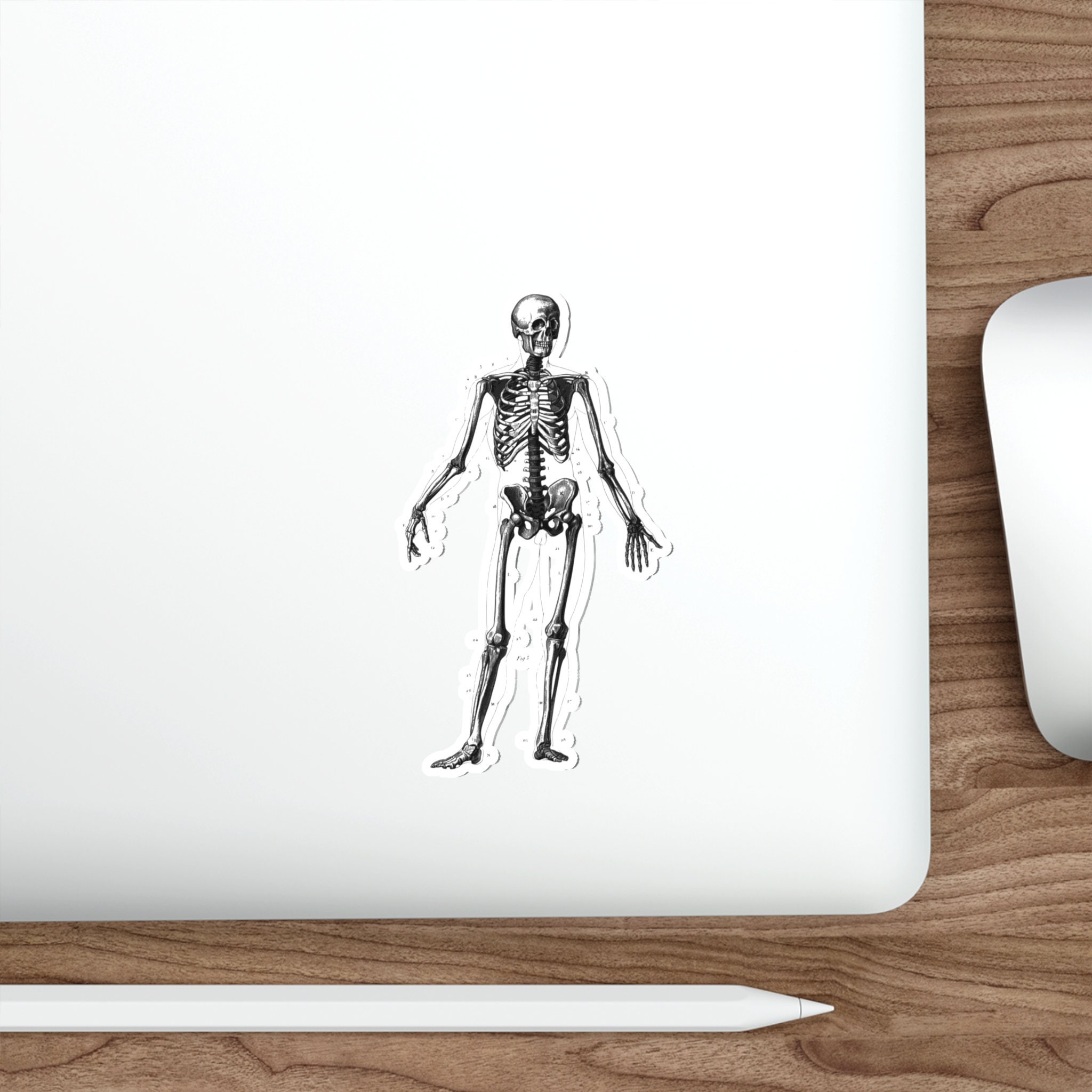 Skeleton Anatomy Indoor and Outdoor Vinyl Sticker in 2 Sizes for Easy ...