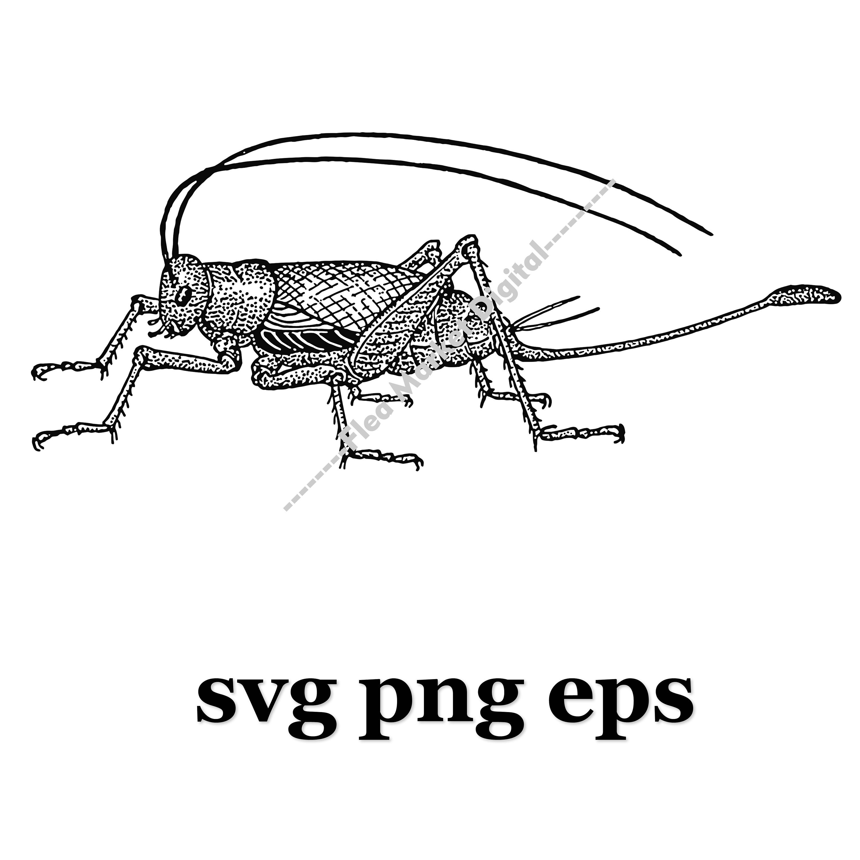 Cricket Insect Clipart Black And White