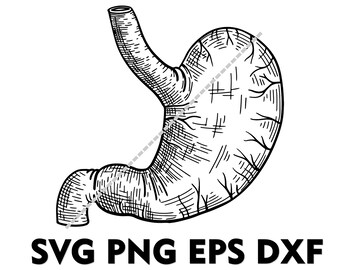 Stomach Anatomy Svg - Etsy