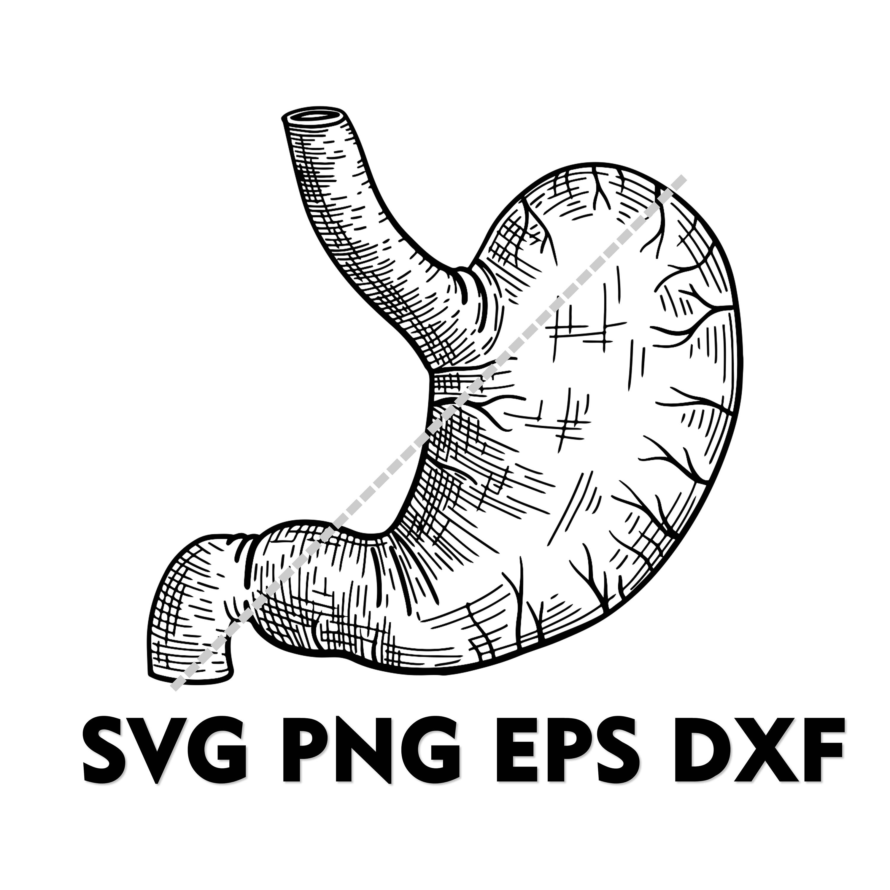 Anatomy Human Stomach SVG PNG EPS Dxf Instant Download - Etsy
