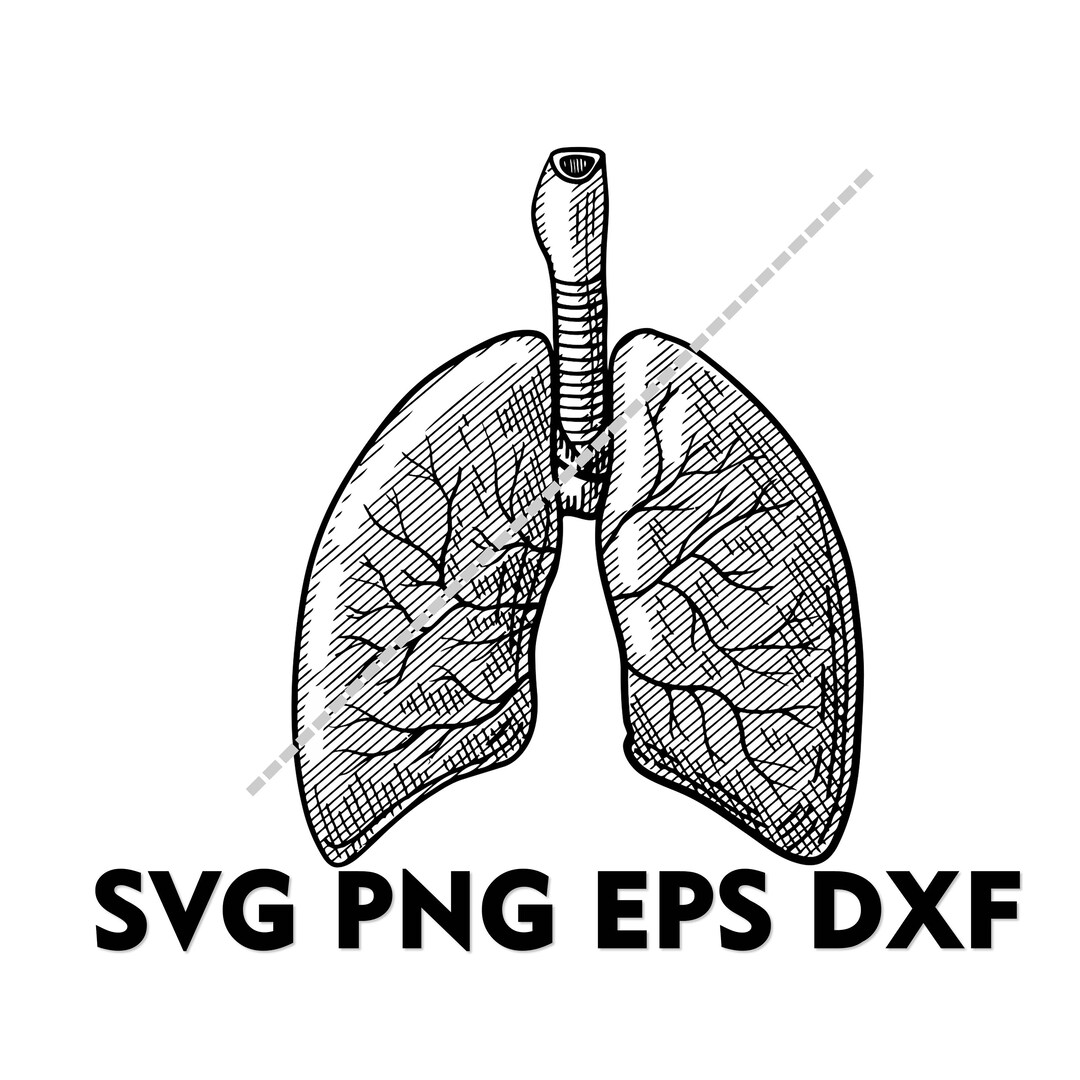 Human Lungs SVG PNG EPS - Etsy