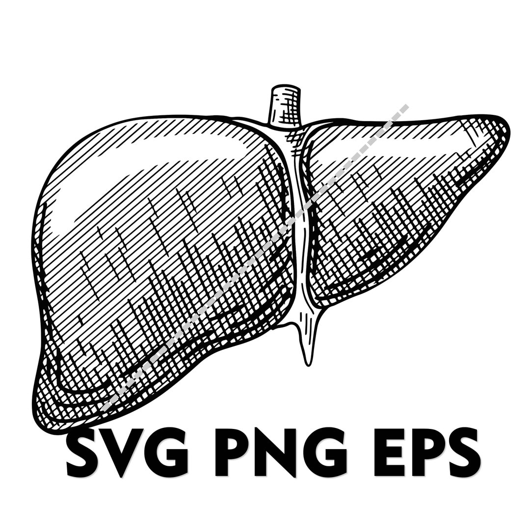 Human Liver SVG PNG EPS - Etsy