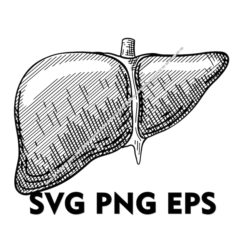Human Liver SVG PNG EPS - Etsy