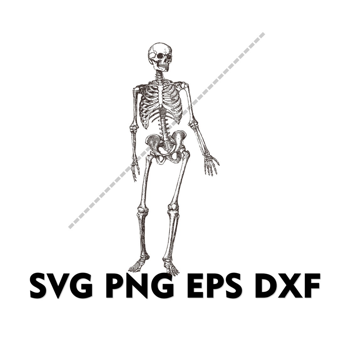 Anatomy Human Skeleton SVG PNG DXF - Etsy