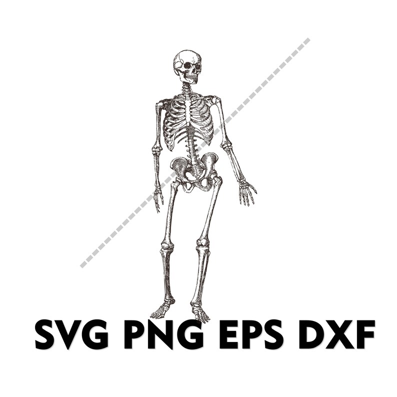 Anatomy Human Skeleton SVG PNG DXF - Etsy