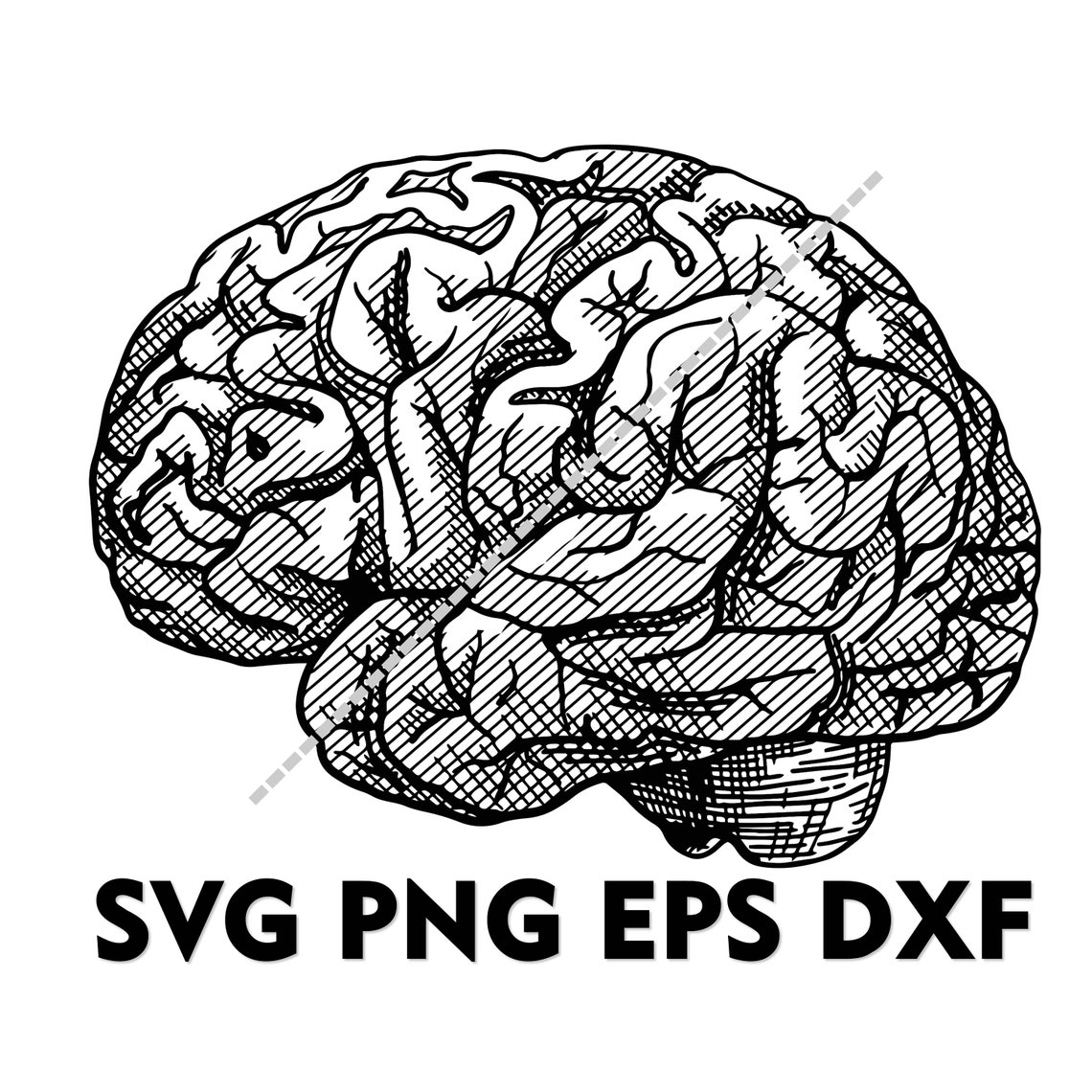 Human Brain SVG PNG EPS - Etsy