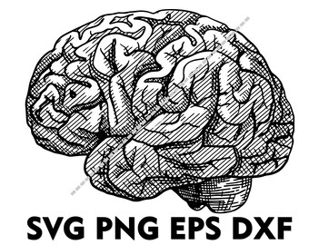 Printable Human Brain Anatomy .svg .png .eps - Etsy