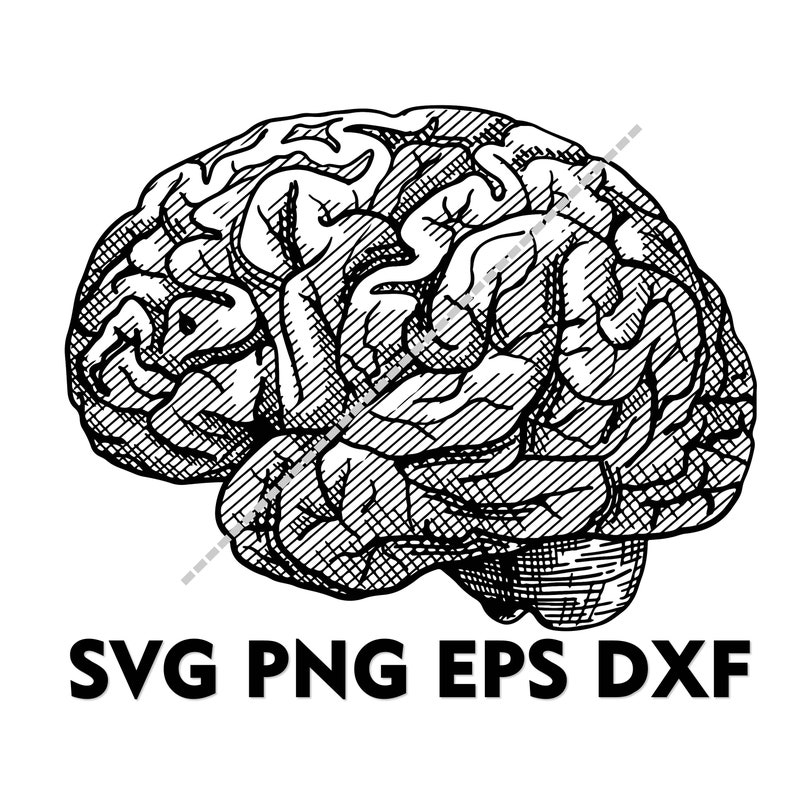 Human Brain SVG PNG EPS - Etsy