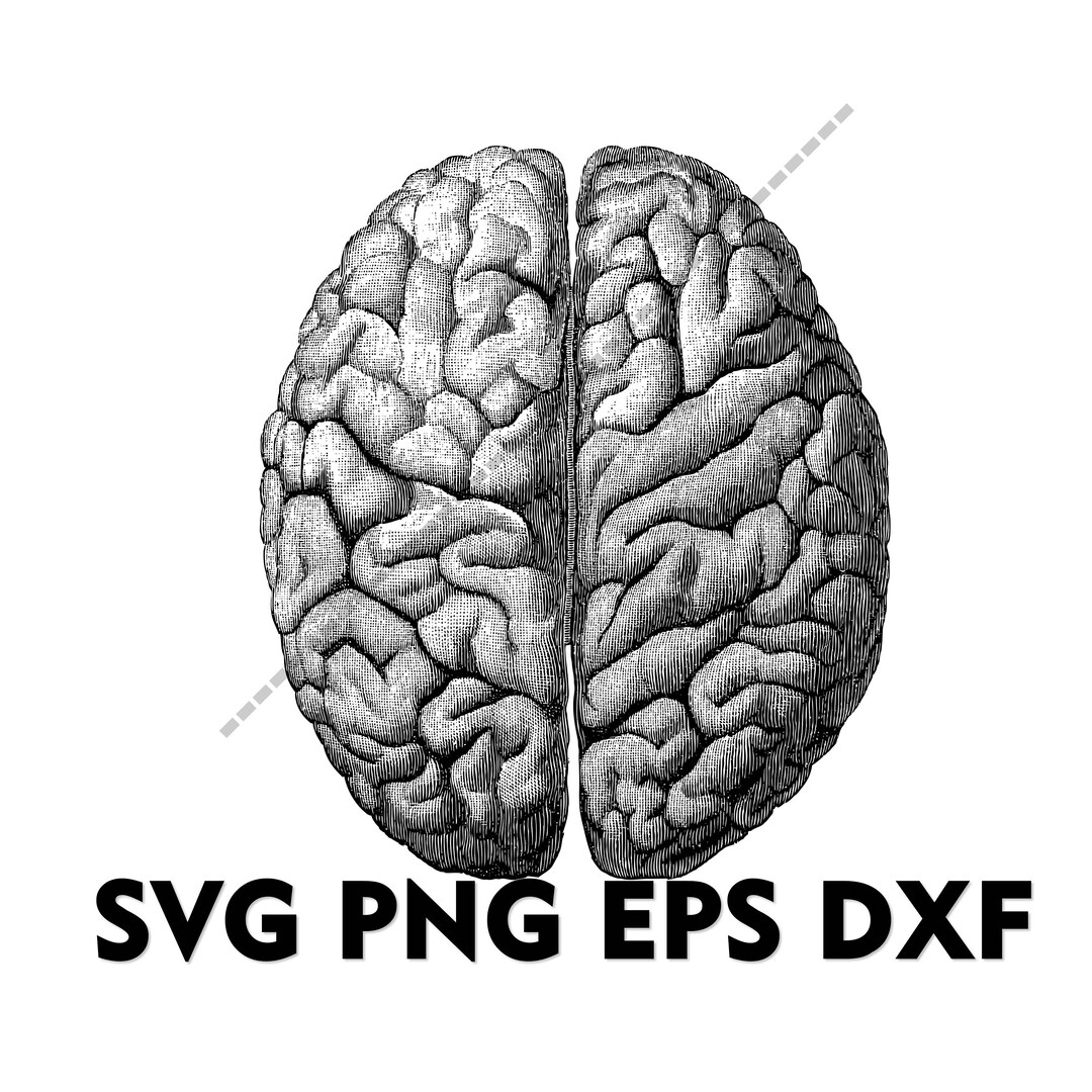 Anatomy Human Brain SVG PNG DXF - Etsy