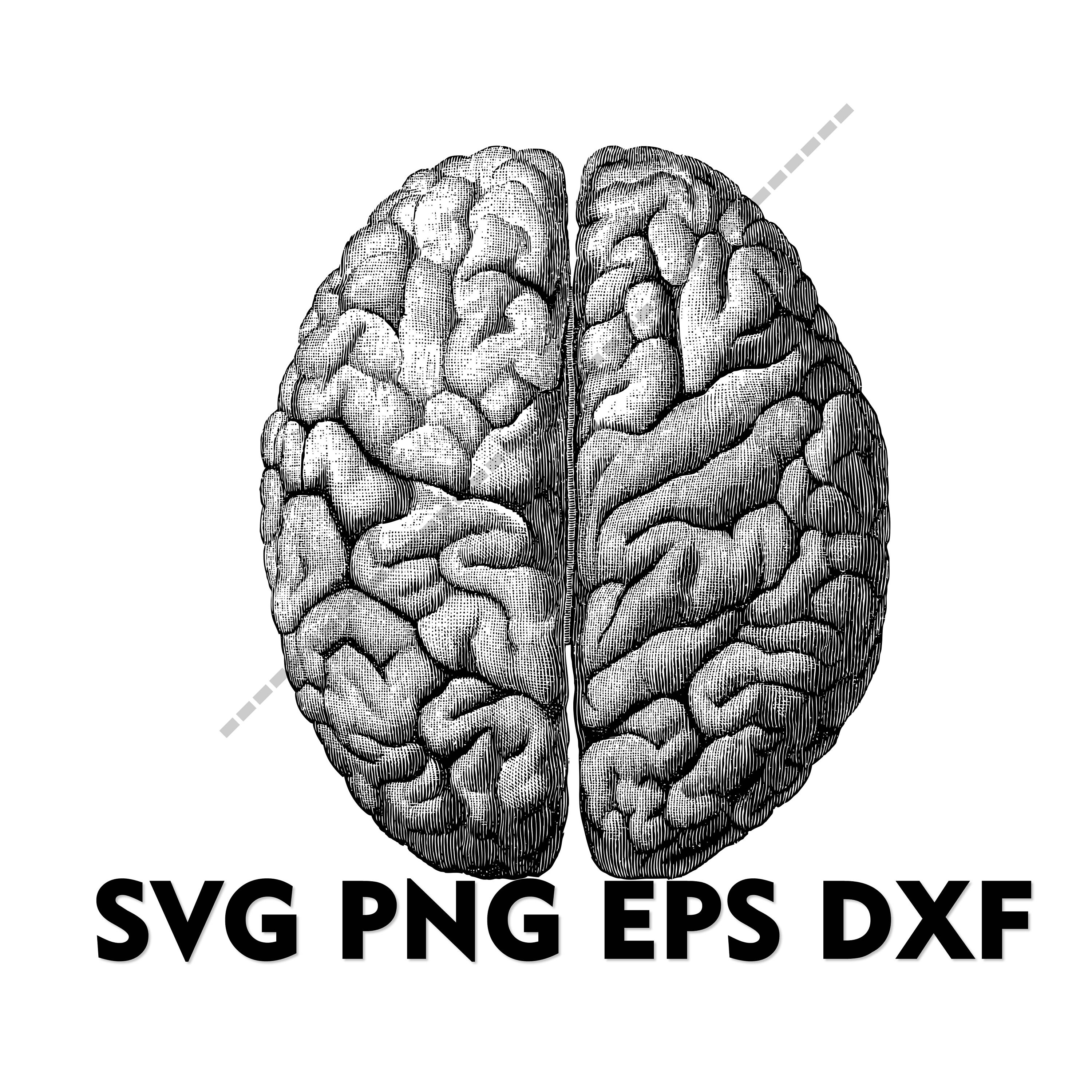 Anatomía Cerebro Humano Svg Png Dxf Etsy México