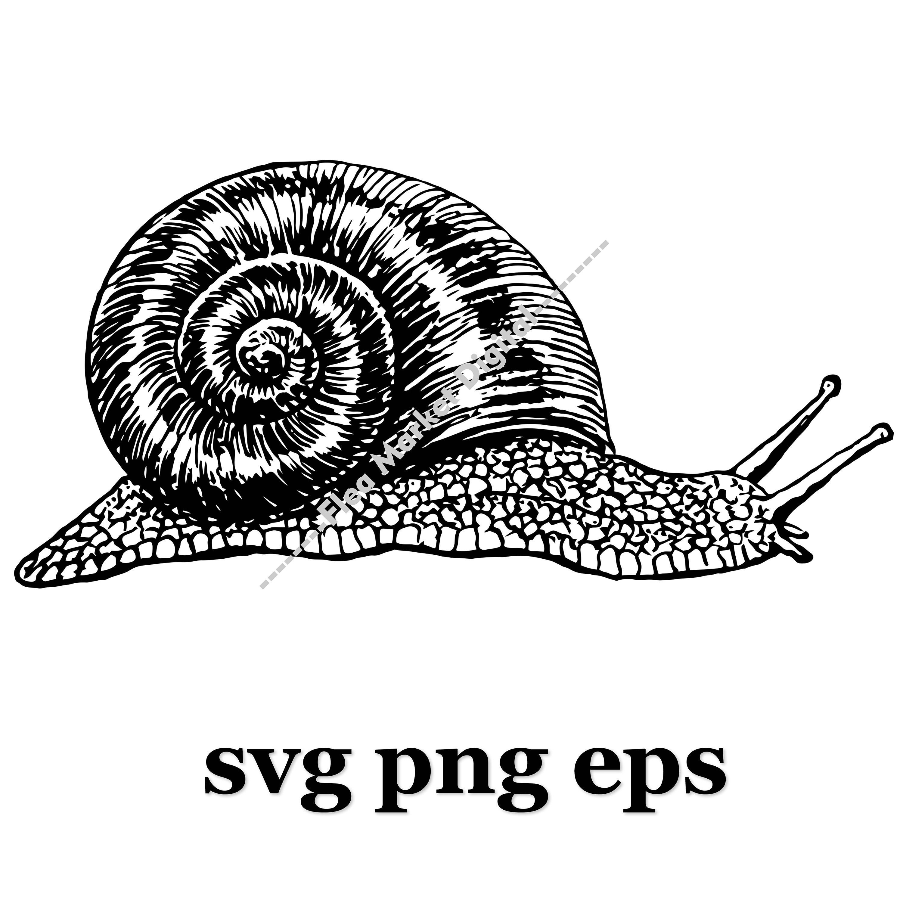 Snail Clip Art Black And White