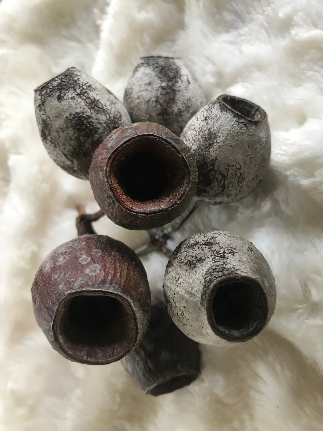 100 Large Gumnuts | 1kg Sustainably Sourced Australian Gum Nuts ...