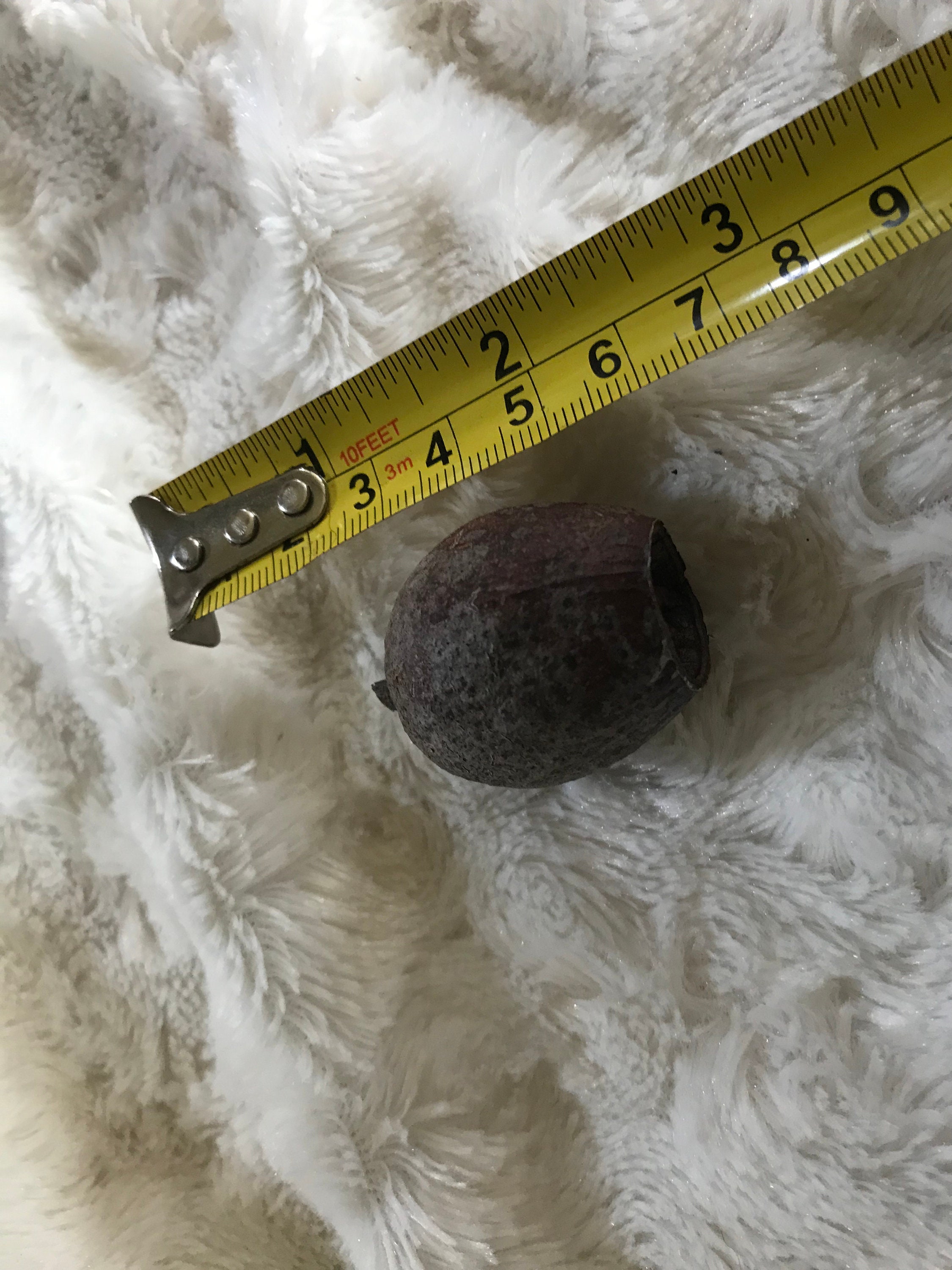 100 Large Gumnuts | 1kg Sustainably Sourced Australian Gum Nuts ...