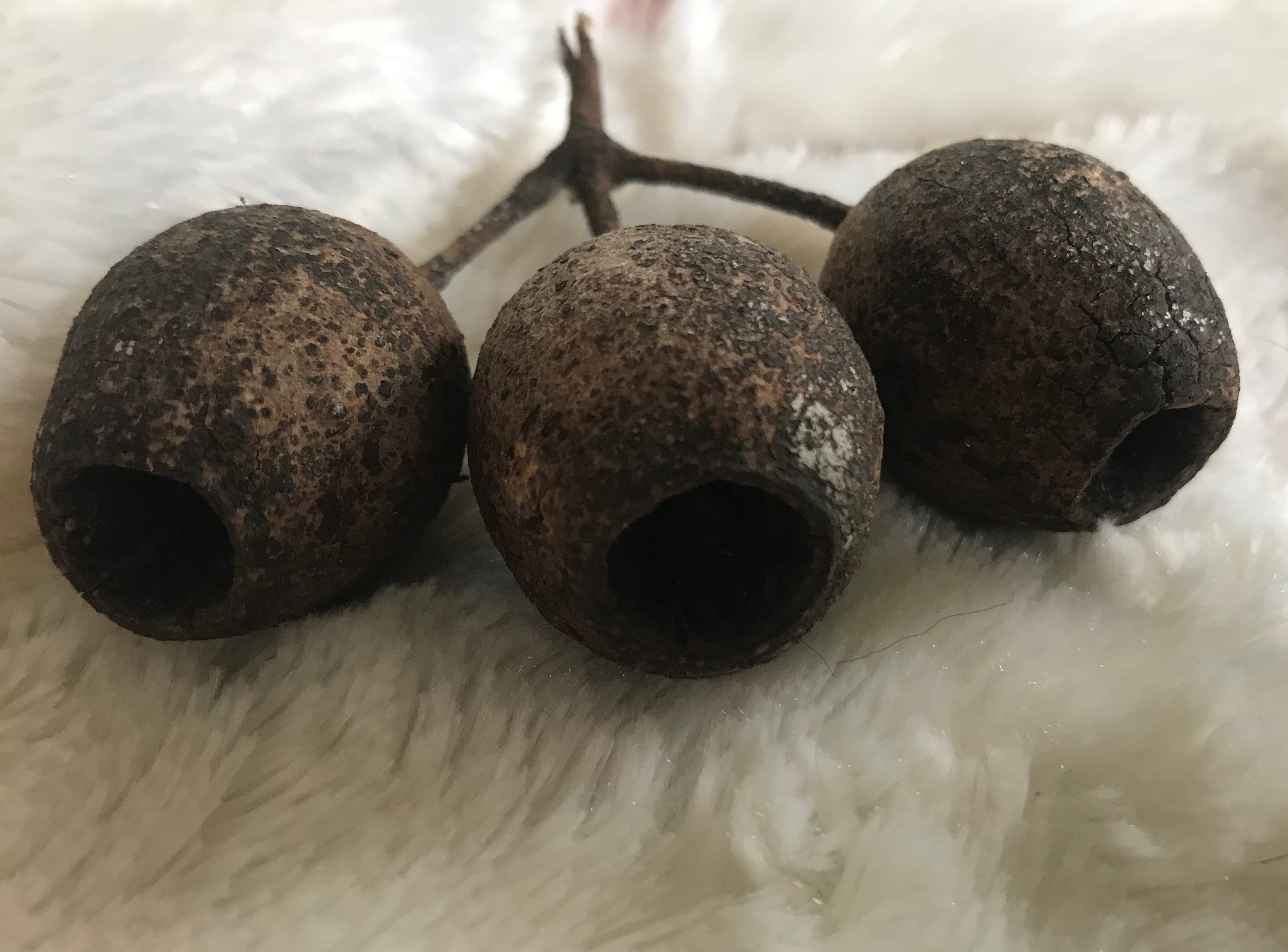 100 Large Gumnuts | 1kg Sustainably Sourced Australian Gum Nuts ...