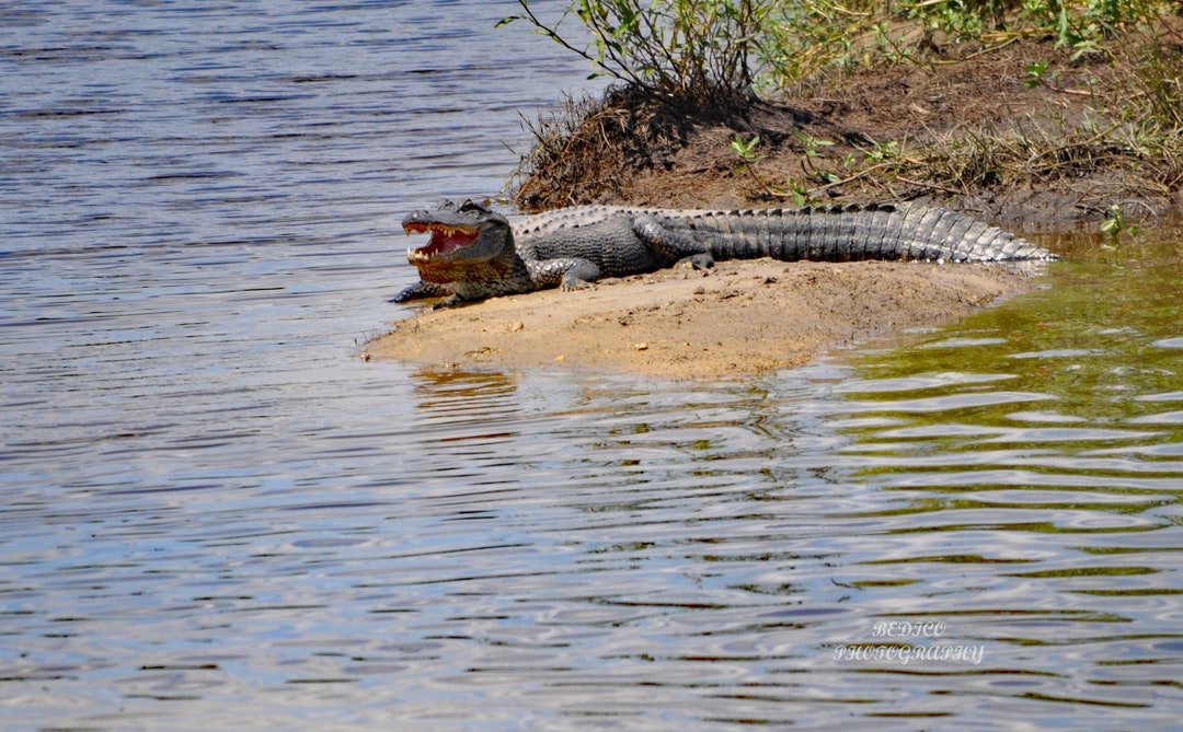 Gator Smiling for the Camera. - Etsy