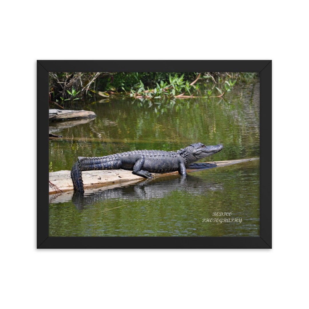 Gator Sitting on a Log. - Etsy