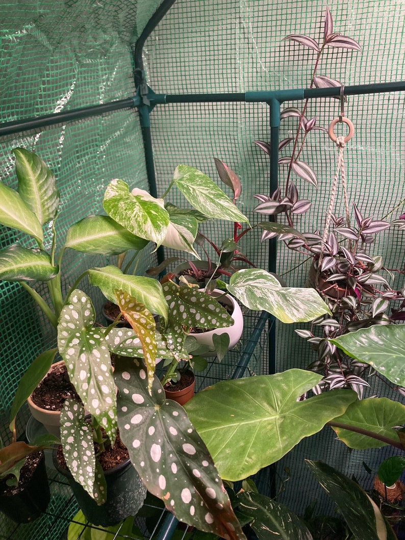 Ten Assorted Houseplant Cuttings: Pothos, Snake, Hoya, Spider, Inch ...