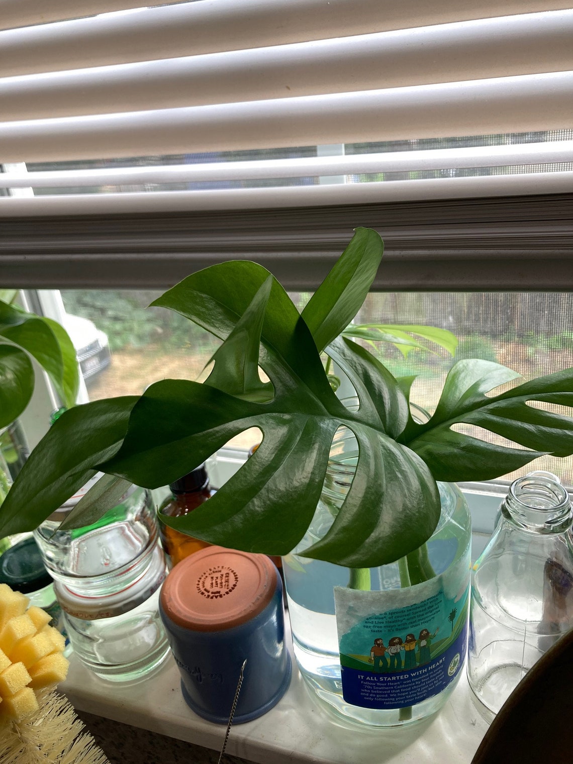 Ten Assorted Houseplant Cuttings: Pothos, Snake, Hoya, Spider, Inch ...